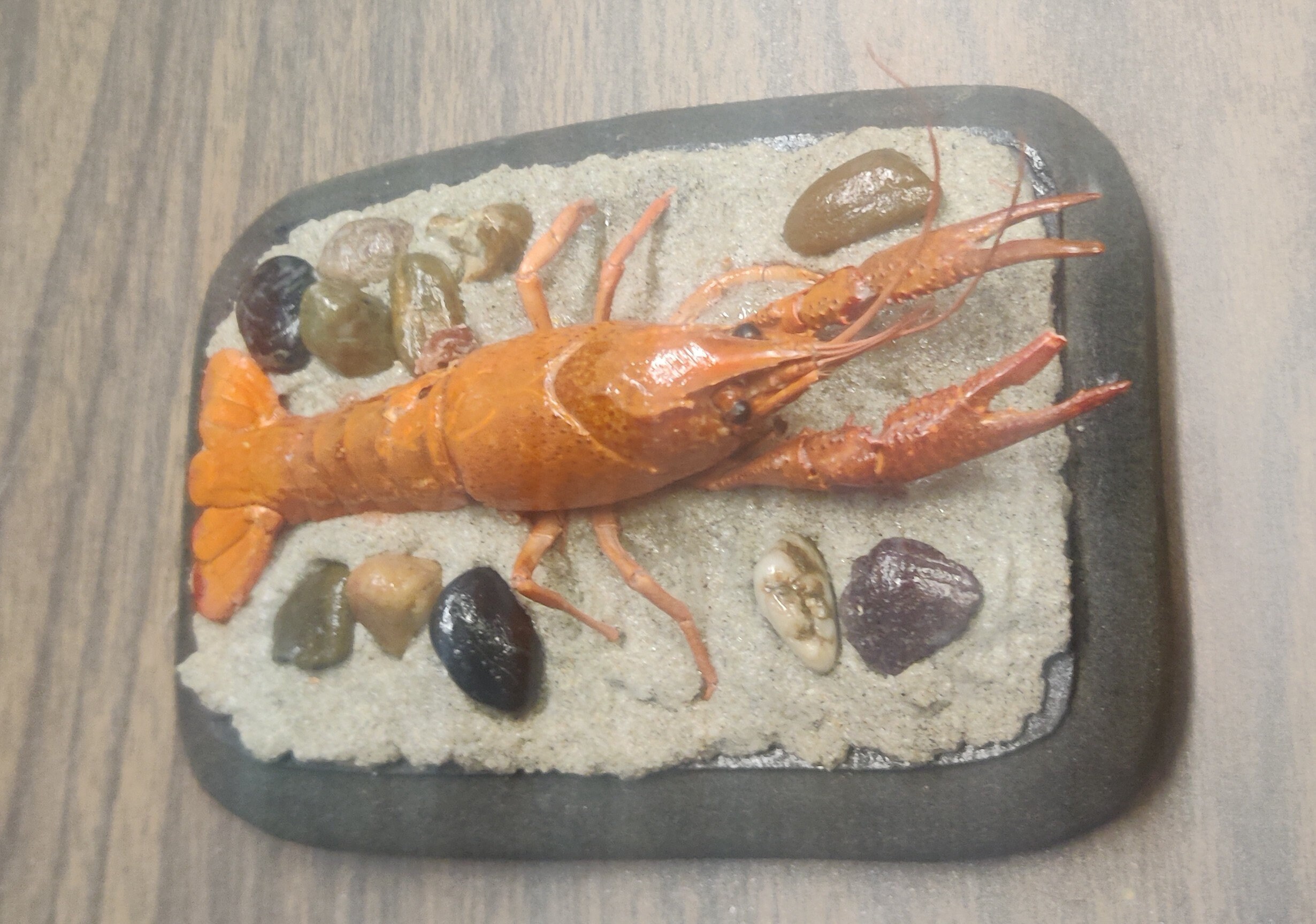 Crawfish Real Taxidermy Crayfish Freeze Dried Fishing Outdoors - Etsy