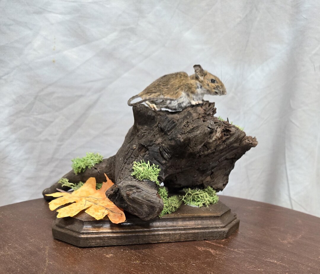 Freeze Dried Mouse on Base Outdoors Decor Halloween Oddity - Etsy