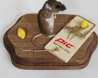 Freeze Dried Mouse - Etsy