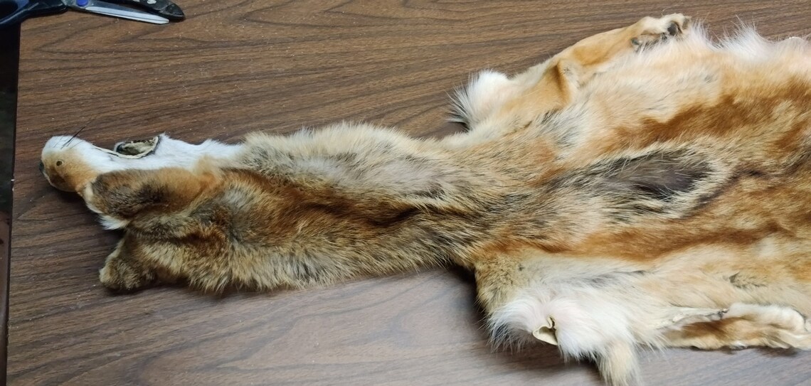 Coyote Skin Dry Tanned Taxidermy Wall Hanger Trophy Room Cabin - Etsy