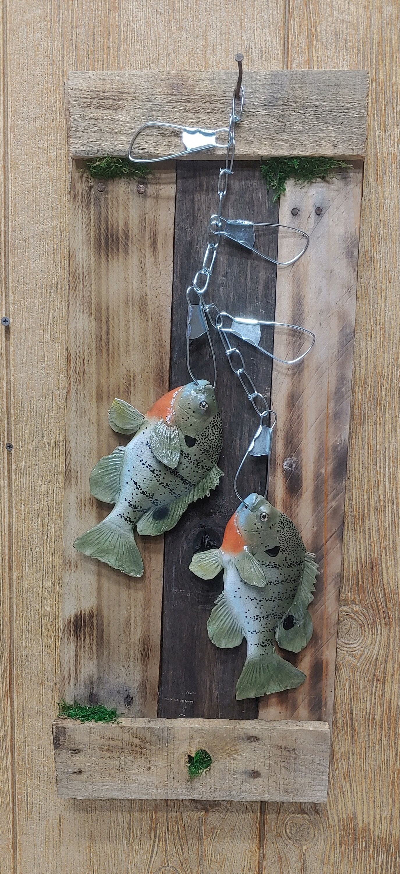 Bluegill Reproduction Stringer Mount Taxidermy Fishing Cabin Panfish - Etsy
