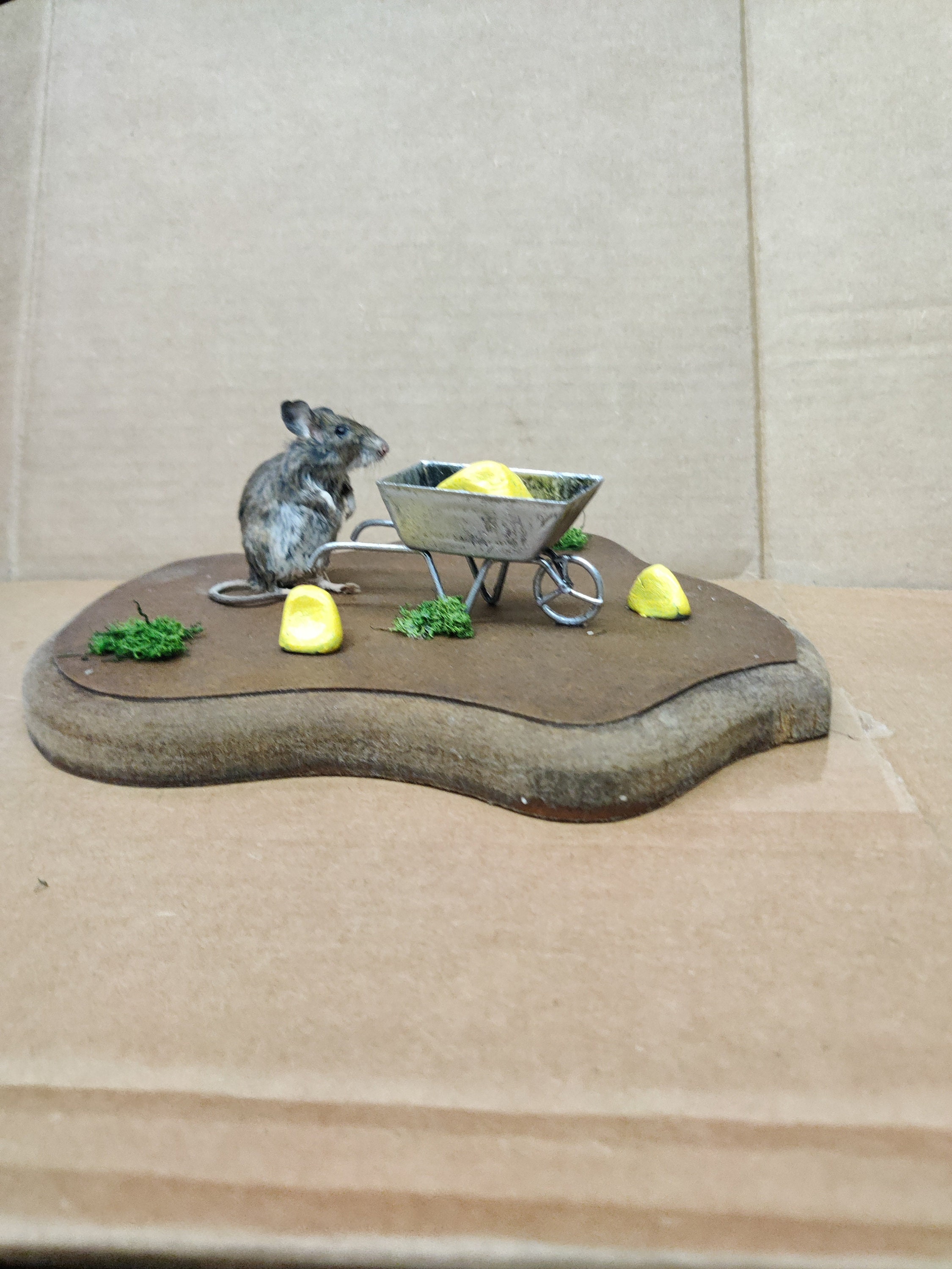 Mouse Taxidermy Freeze Dried Wheel Barrel Cheese Novelty Cabin Decor - Etsy