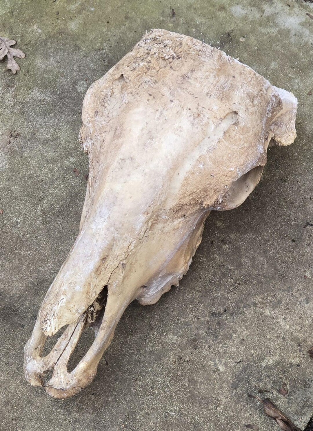 Bull Skull Livestock Outdoors Decor Taxidermy Cabin Trophy Room Bones ...