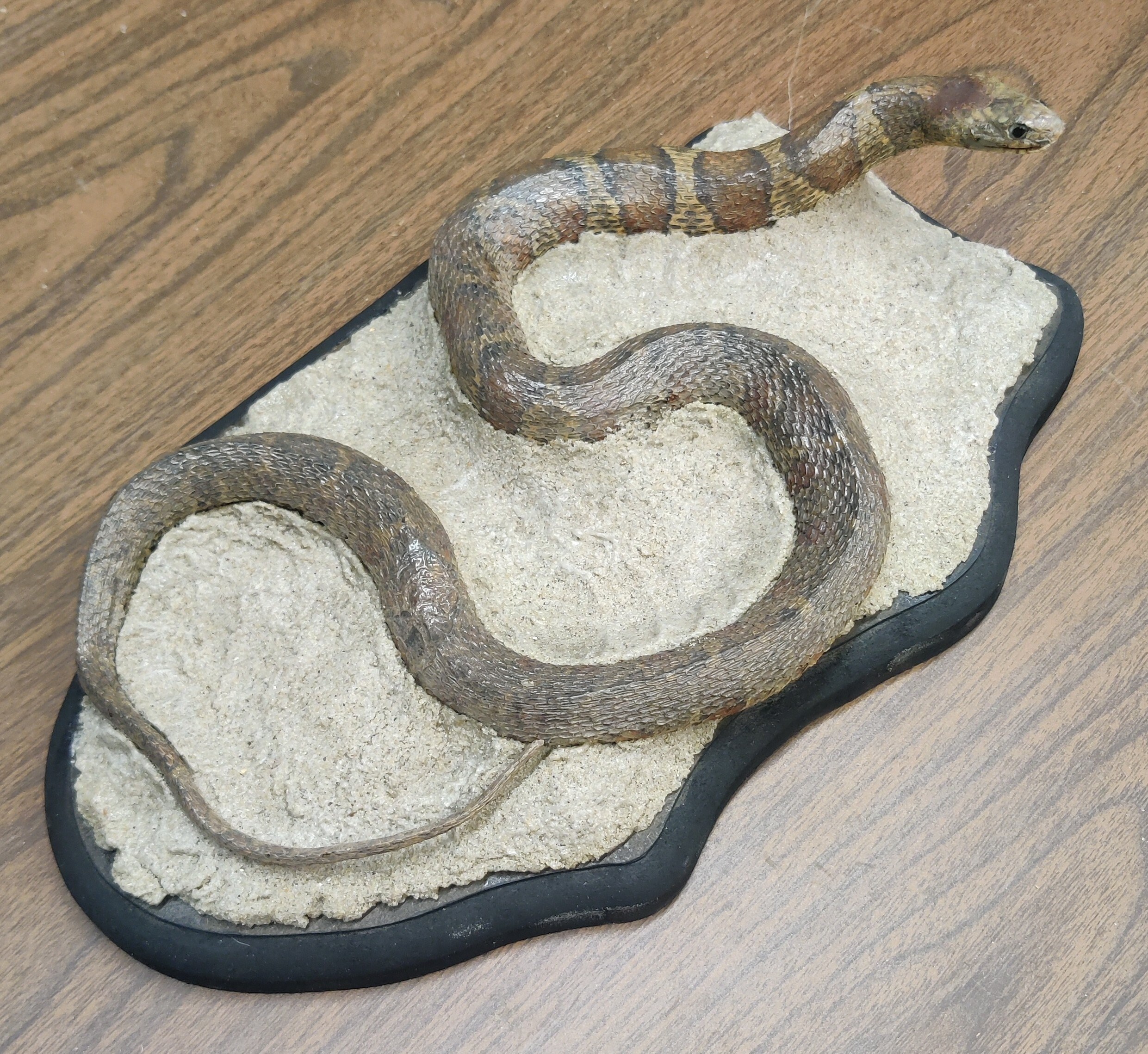 Corn Snake Freeze Dried Taxidermy Cabin Outdoors Decor Reptile - Etsy
