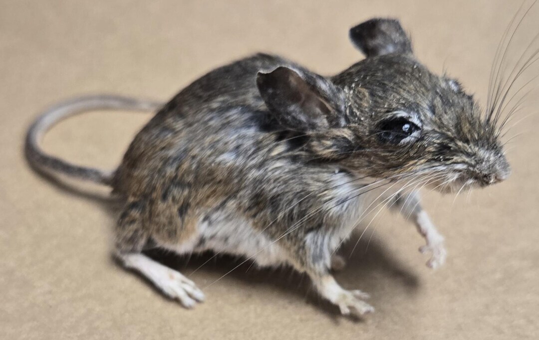 Mouse Freeze Dried Taxidermy Mount Prop Halloween Horror Oddity Rodent ...