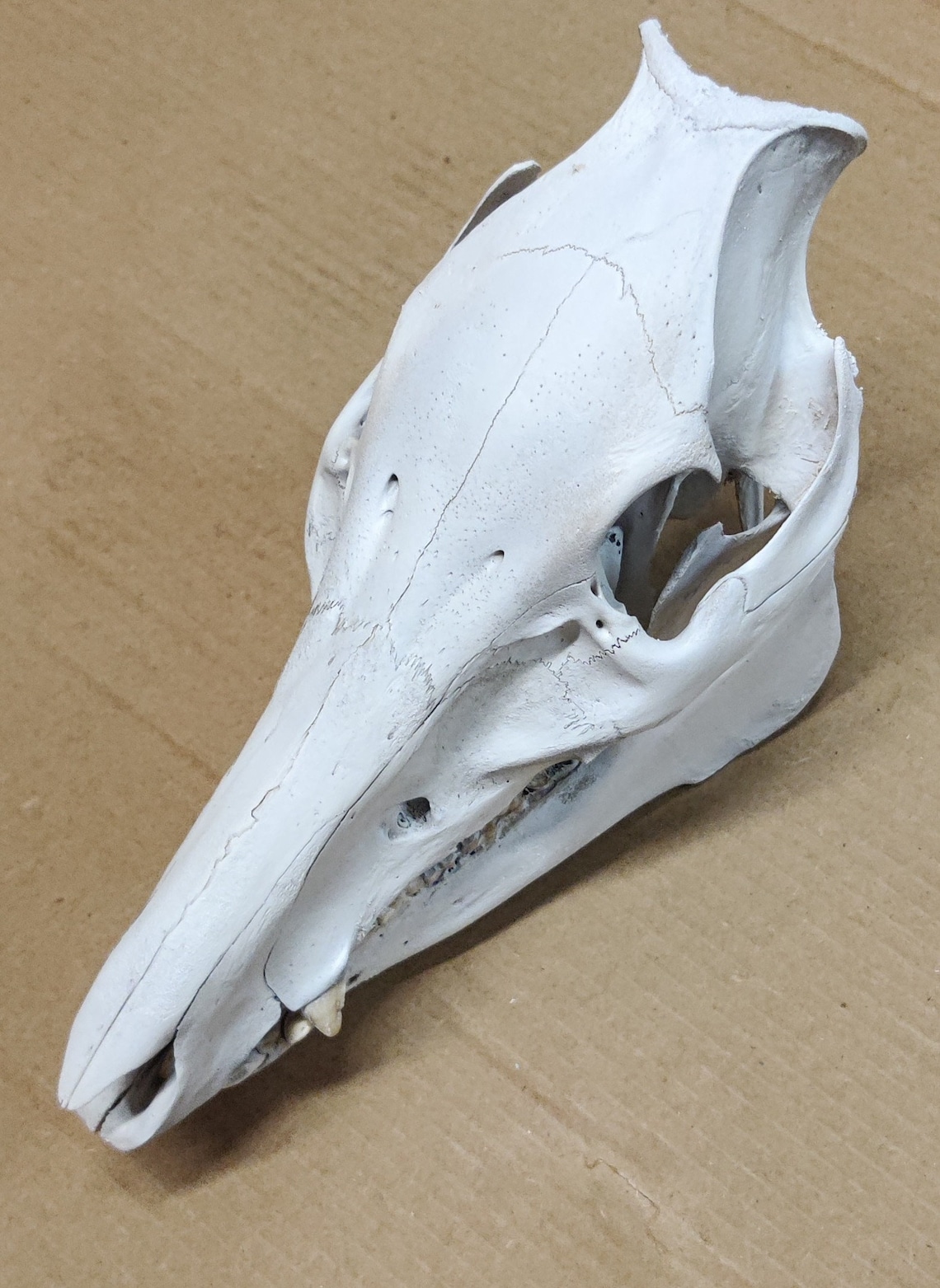 Hog Skull Wild Boar Taxidermy Trophy Room Cabin Outdoors Decor - Etsy