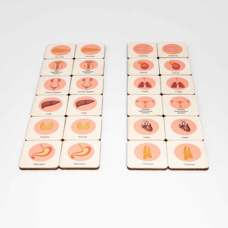 Organs 24 Matching Montessori Cards,montessori Wooden Memory Game ...