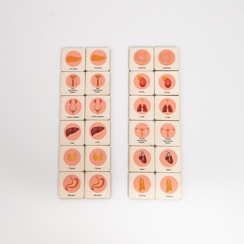 Organs 24 Matching Montessori Cards,montessori Wooden Memory Game ...