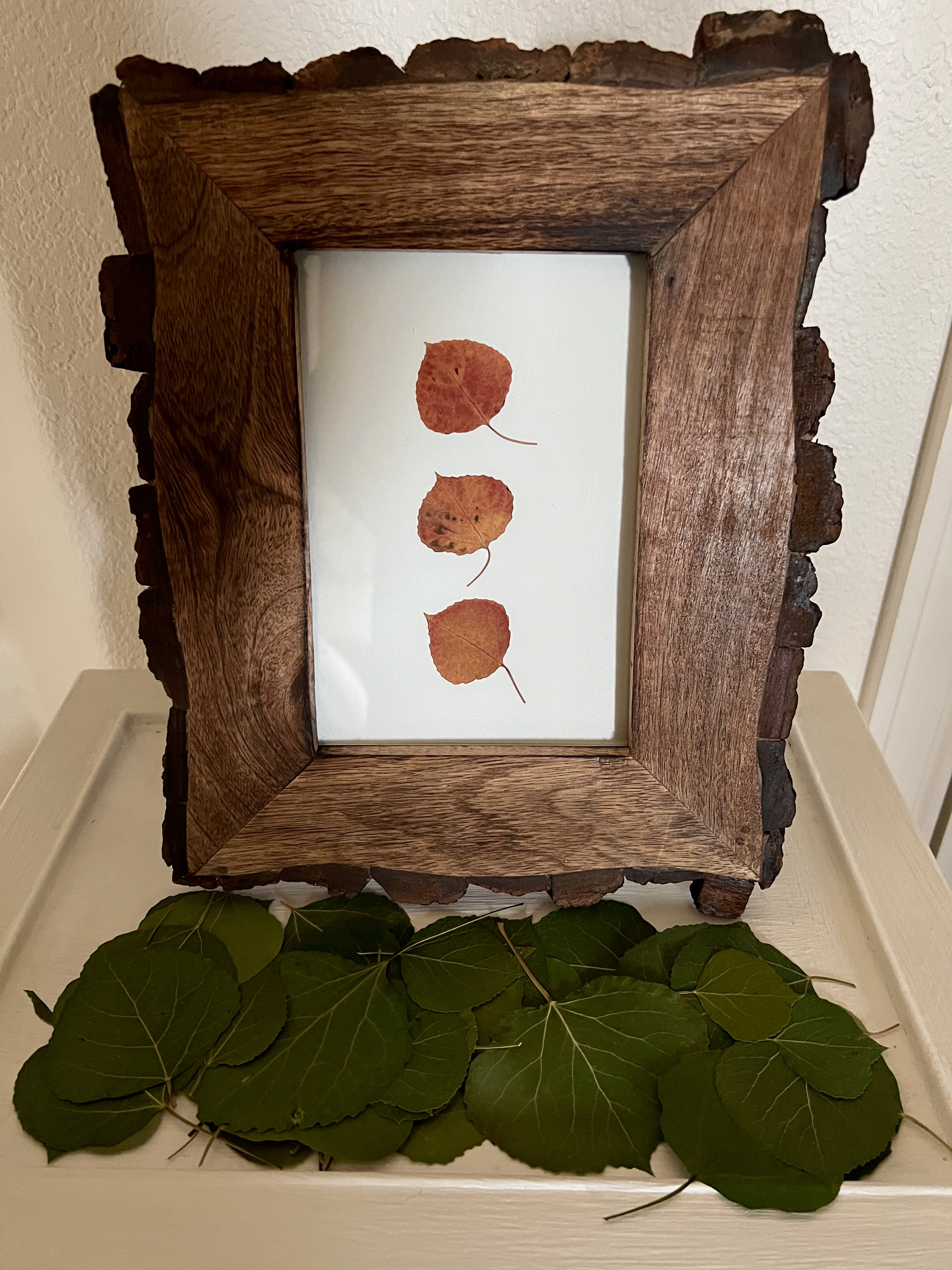 Real Pressed Aspen Leaf Home Decor / One-of-a-kind 5x7 Framed Artwork ...