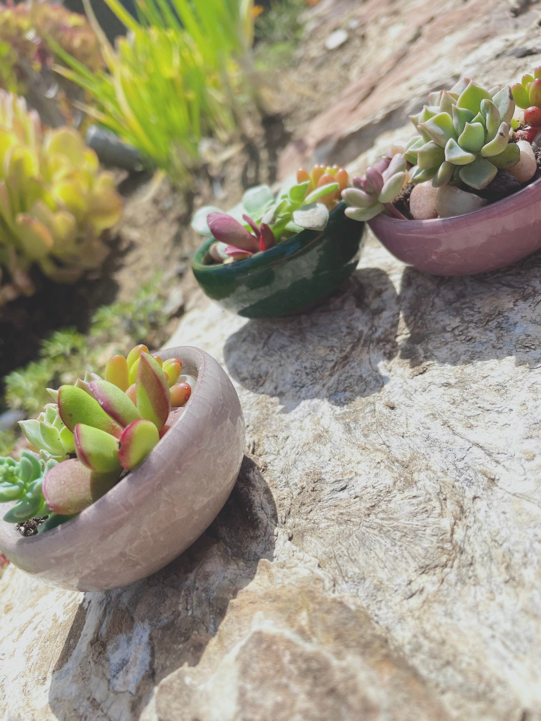 DIY Make Your Own Succulent Kit in Mini Pots. the Perfect - Etsy