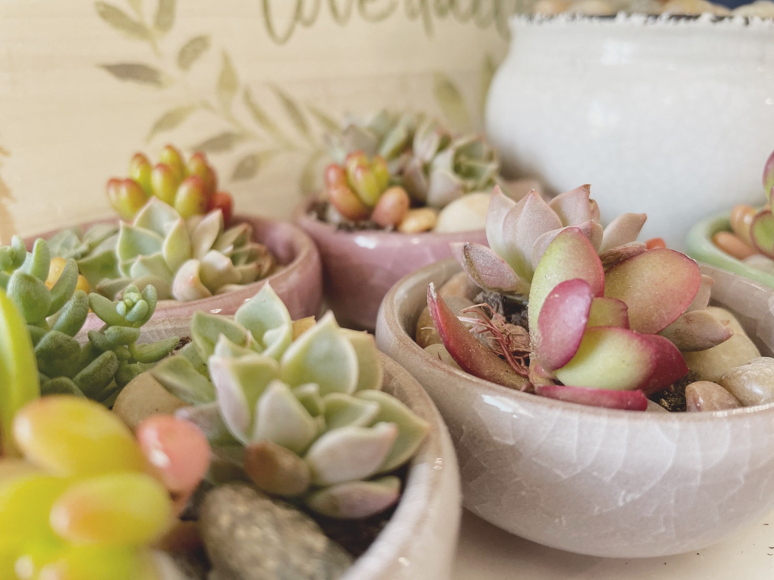 DIY Make Your Own Succulent Kit in Mini Pots. the Perfect - Etsy