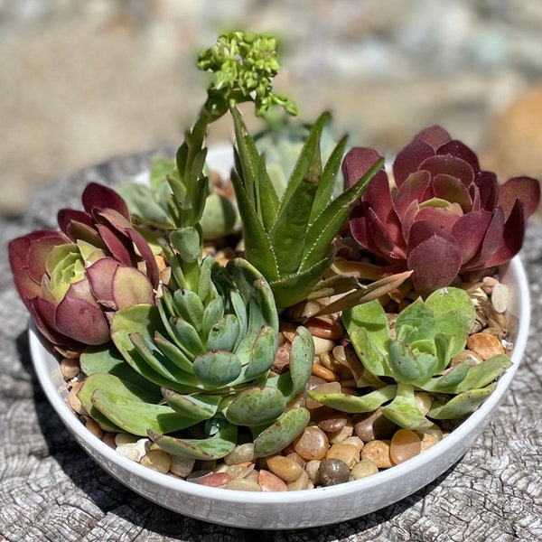 Rock Succulent Planter - Etsy