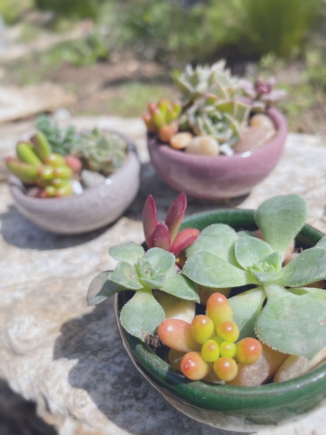 DIY Make Your Own Succulent Kit in Mini Pots. the Perfect Birthday Gift ...