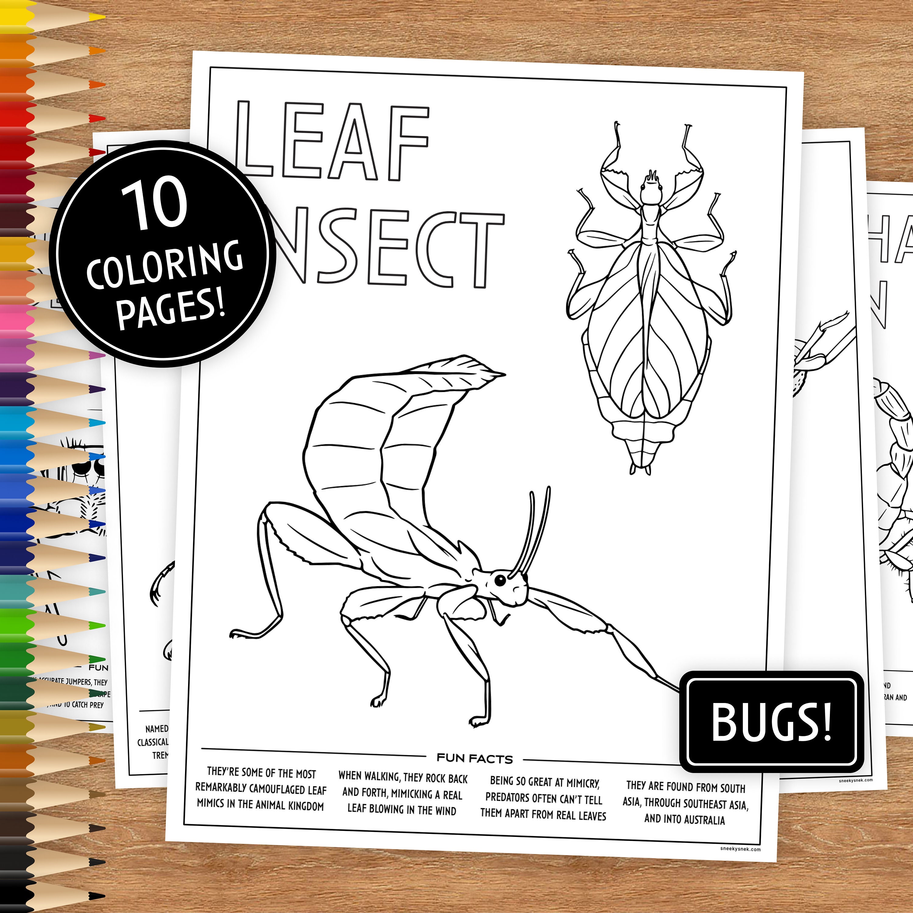 10 Printable Coloring Pages, Bugs With Fun Facts, Insect Coloring Pages ...