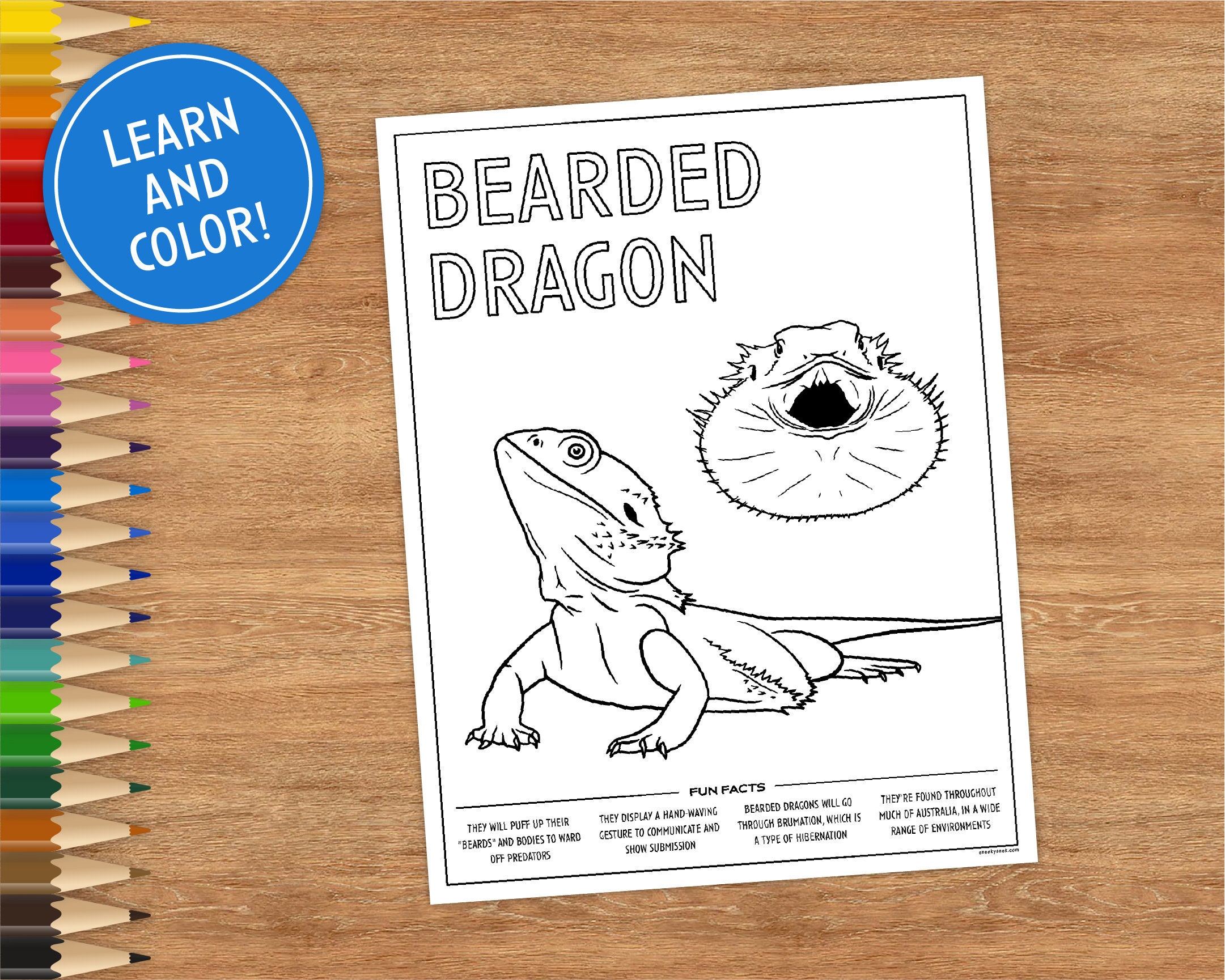 Bearded Dragon Coloring Page