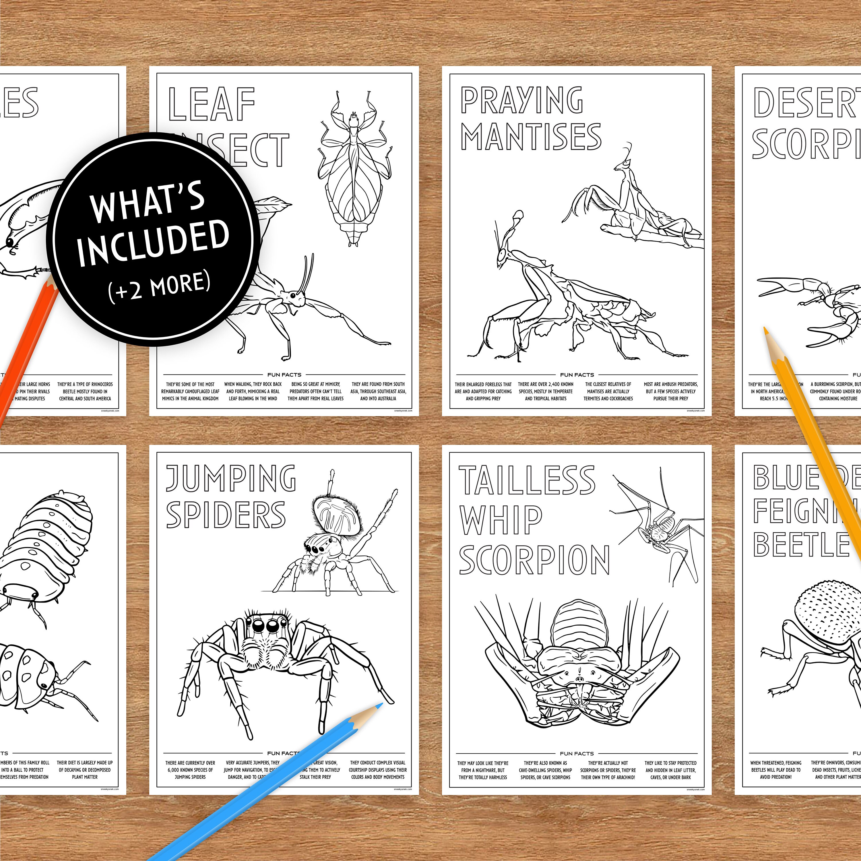 10 Printable Coloring Pages, Bugs With Fun Facts, Insect Coloring Pages ...