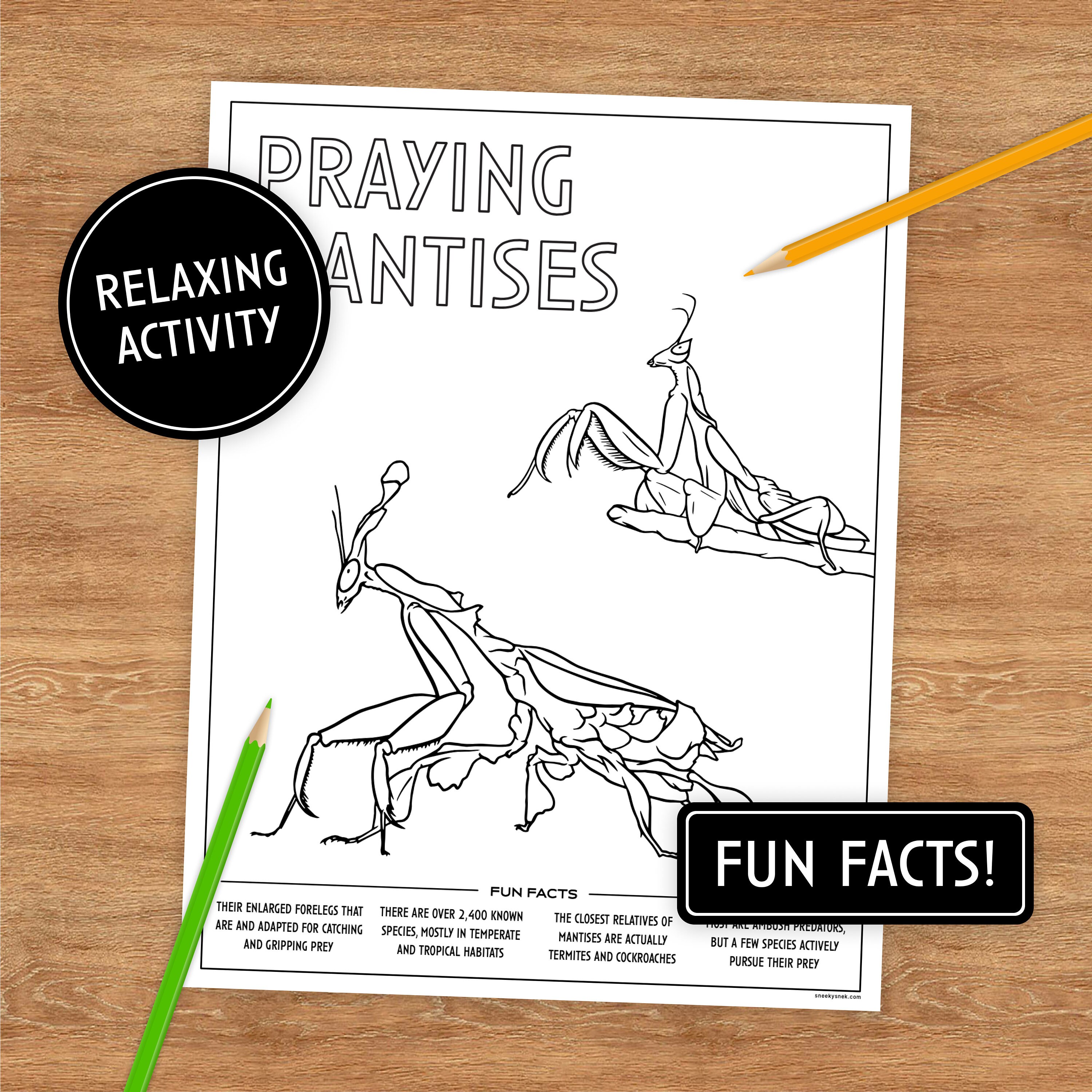 10 Printable Coloring Pages, Bugs With Fun Facts, Insect Coloring Pages ...