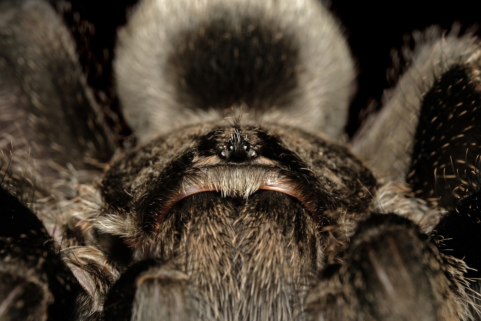 Brazilian Black Tarantula Macro Photo Print Etsy