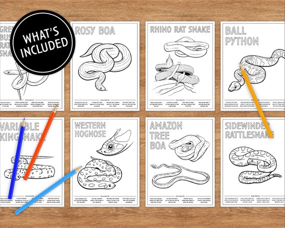 Rat Snake Coloring Pages