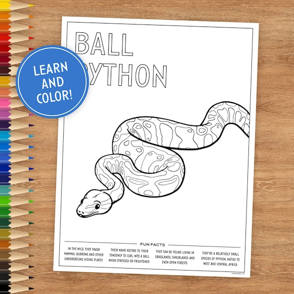 Ball Python - Etsy