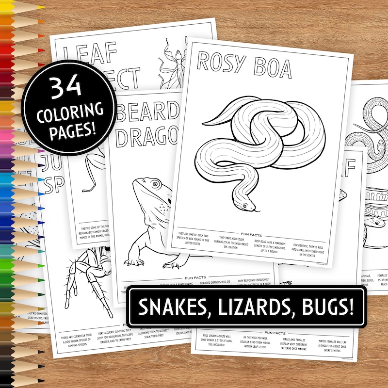 Coloring Pages Lizard - Etsy UK