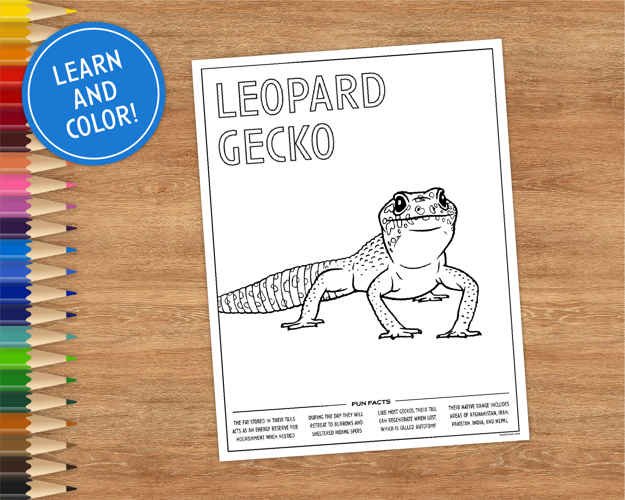 Leopard Gecko Coloring Pages