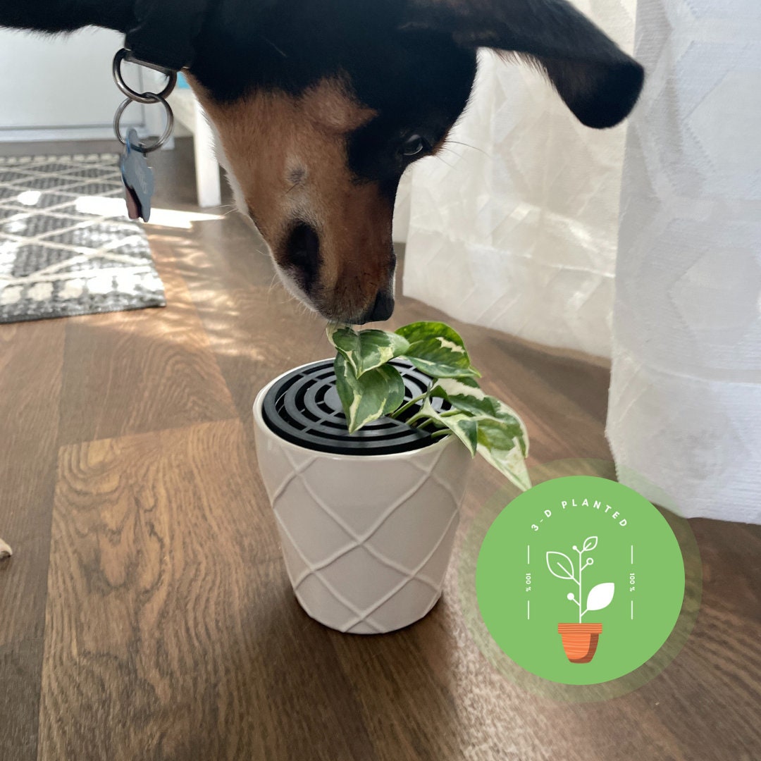 Plant Protector, Cats Plant Protector, Dog Plant Protector - Etsy