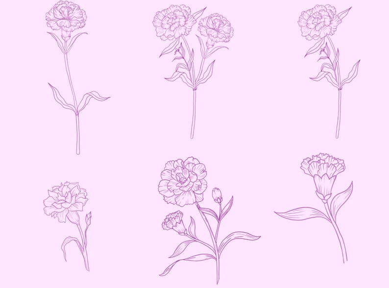 Carnation Stamps Procreate, Procreate Botanical Stamps, Procreate ...
