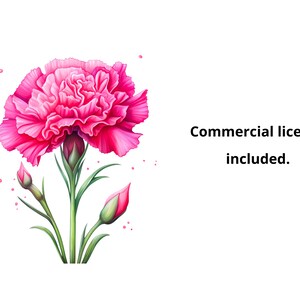 Carnation Digital Stamps, Carnation PNG, Carnation Hand Drawn ...