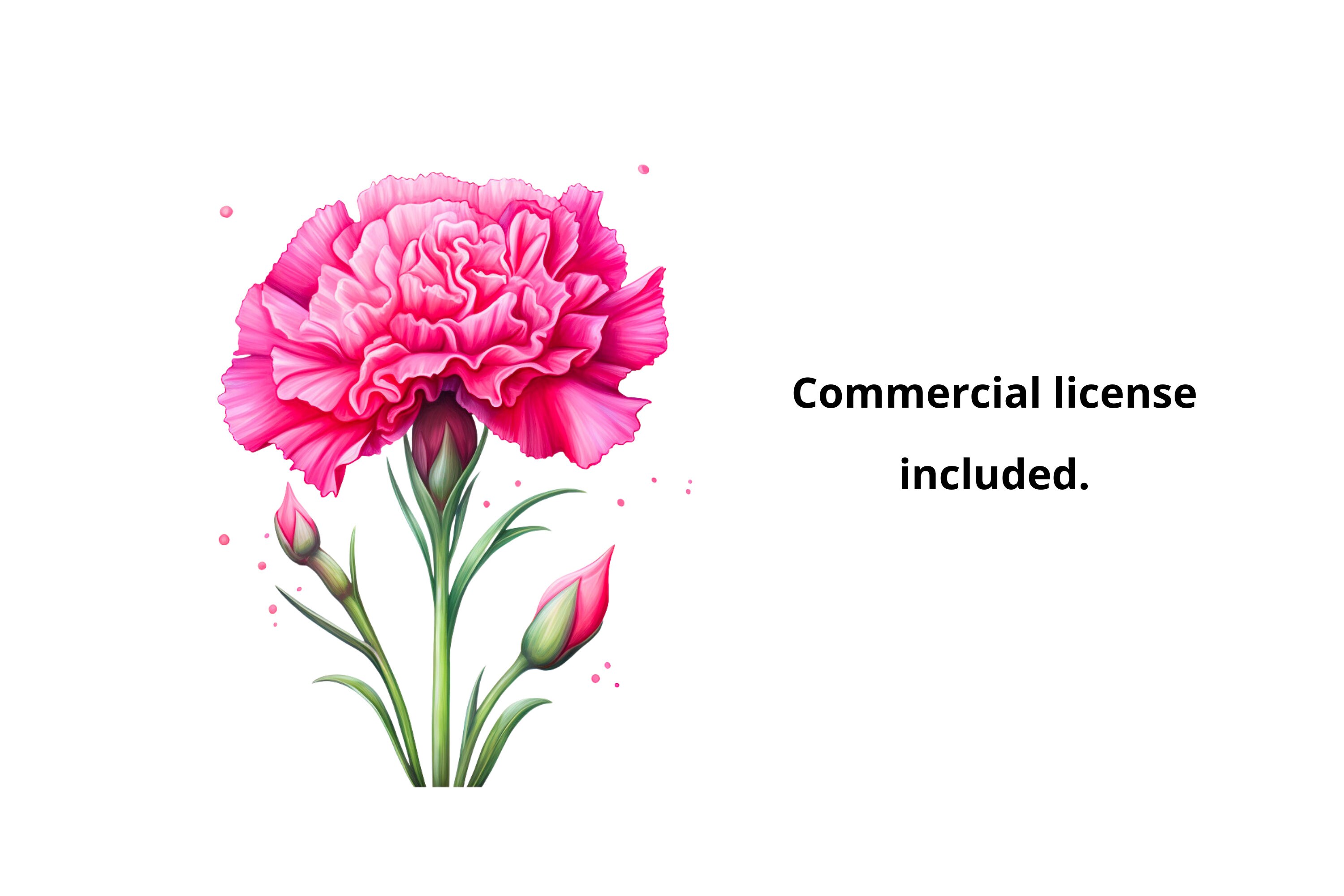Carnation Digital Stamps, Carnation PNG, Carnation Hand Drawn ...