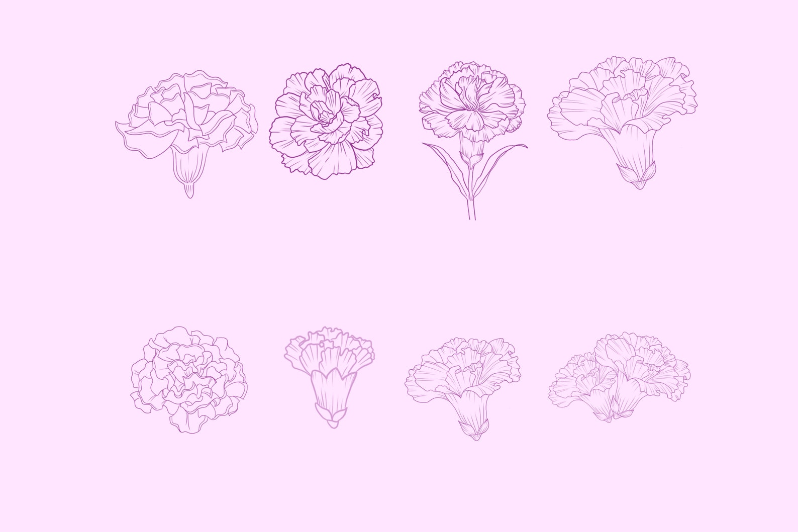 Carnation Procreate Stamp, Procreate Botanical Stamps, Procreate Flower ...