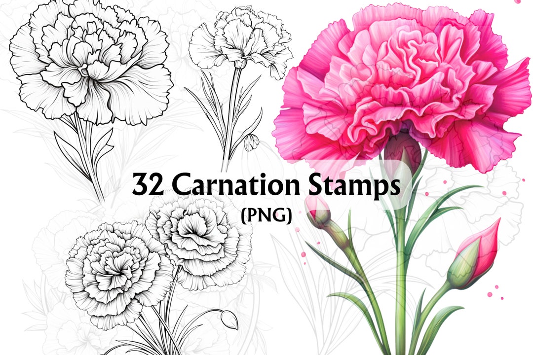 Carnation Digital Stamps, Carnation PNG, Carnation Hand Drawn ...