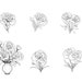Carnation Digital Stamps, Carnation PNG, Carnation Hand Drawn ...