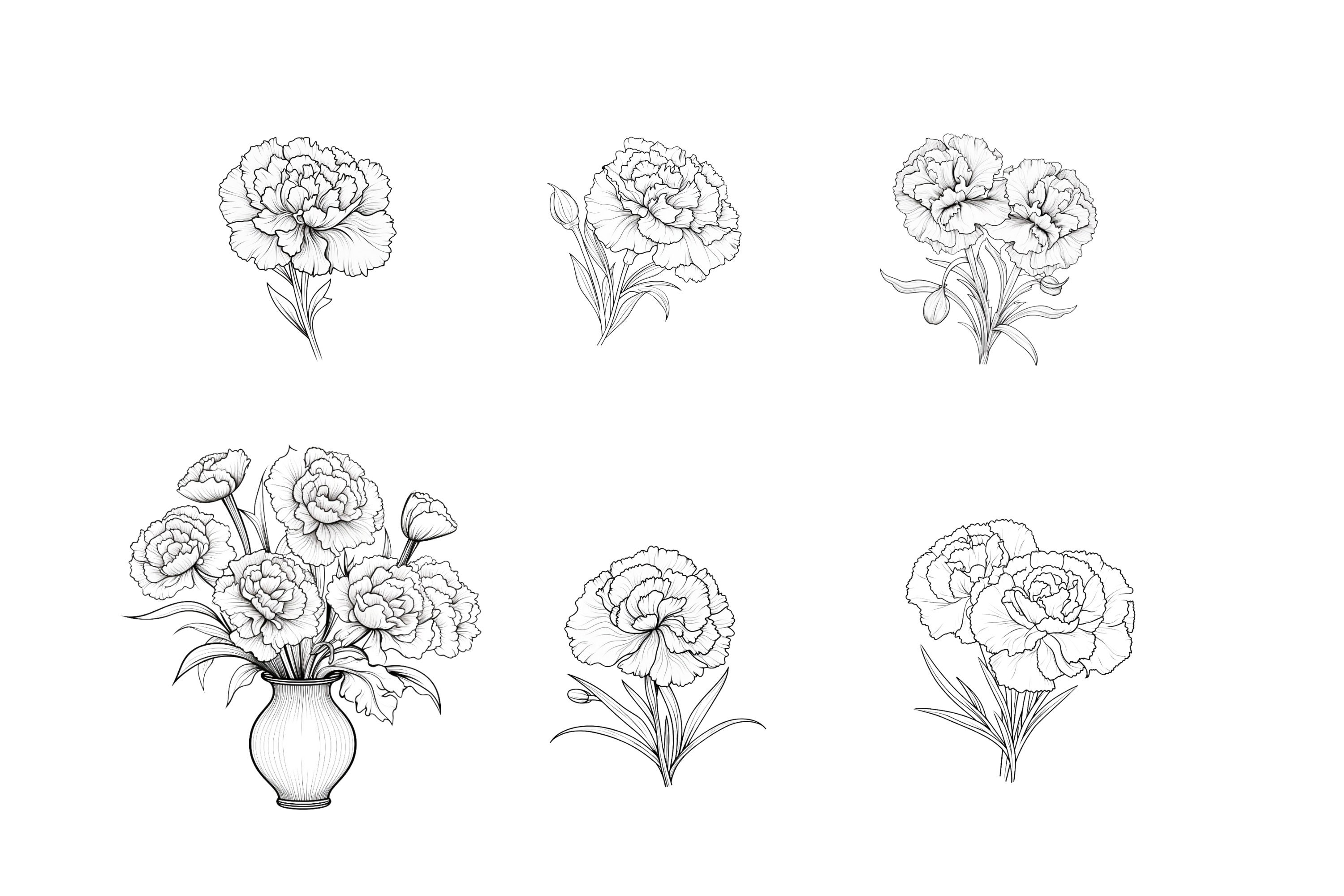 Carnation Digital Stamps, Carnation PNG, Carnation Hand Drawn ...