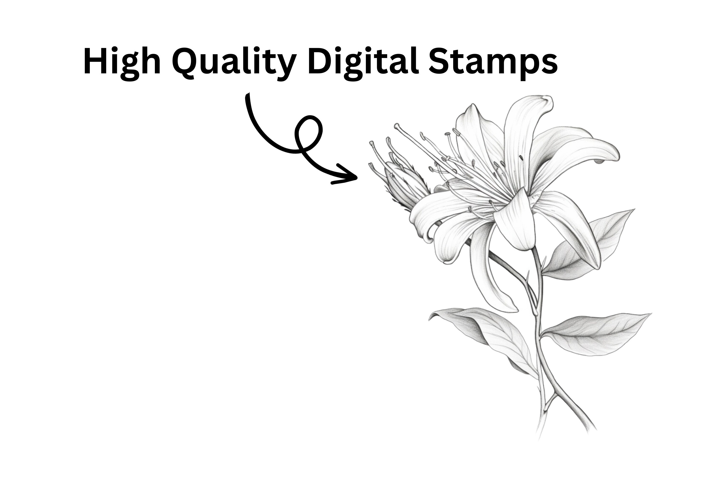 Delicate Flowers Outline Clipart, Delicate Flowers Procreate, Delicate ...