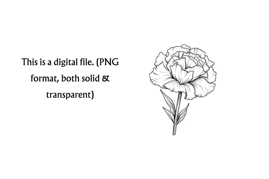 Carnation Digital Stamps, Carnation PNG, Carnation Hand Drawn ...