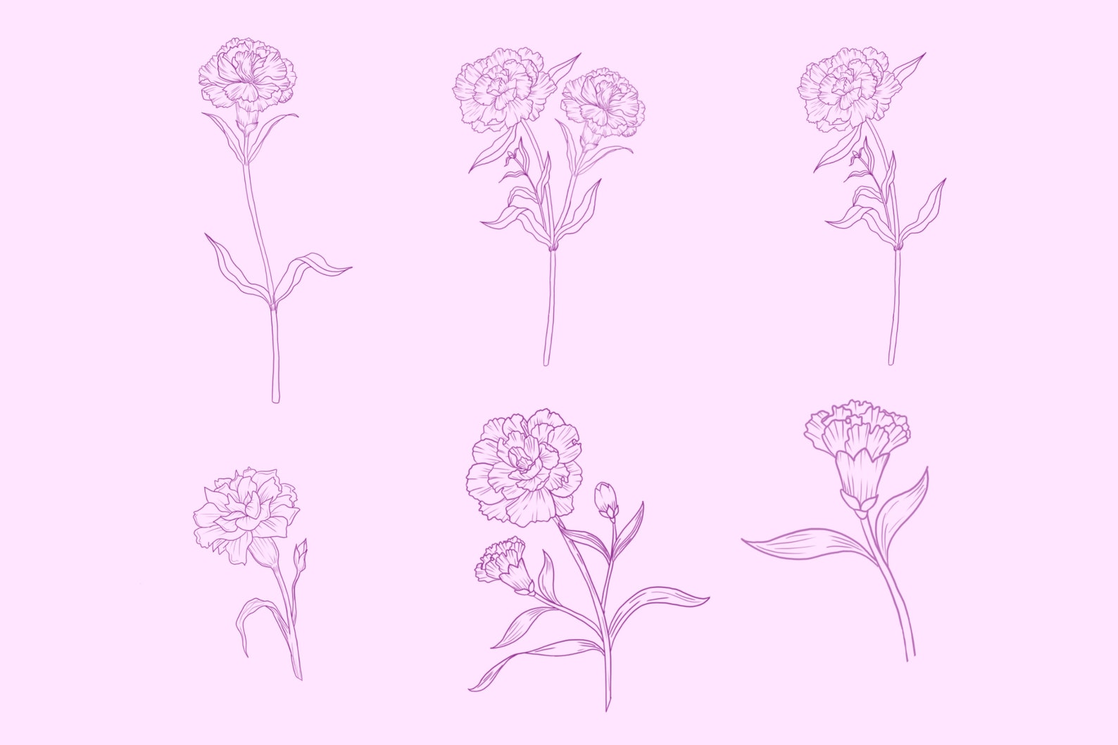 Carnation Procreate Stamp, Procreate Botanical Stamps, Procreate Flower ...