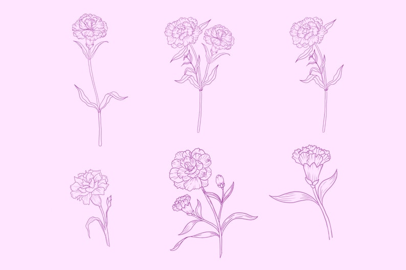 Carnation Procreate Stamp, Procreate Botanical Stamps, Procreate Flower ...