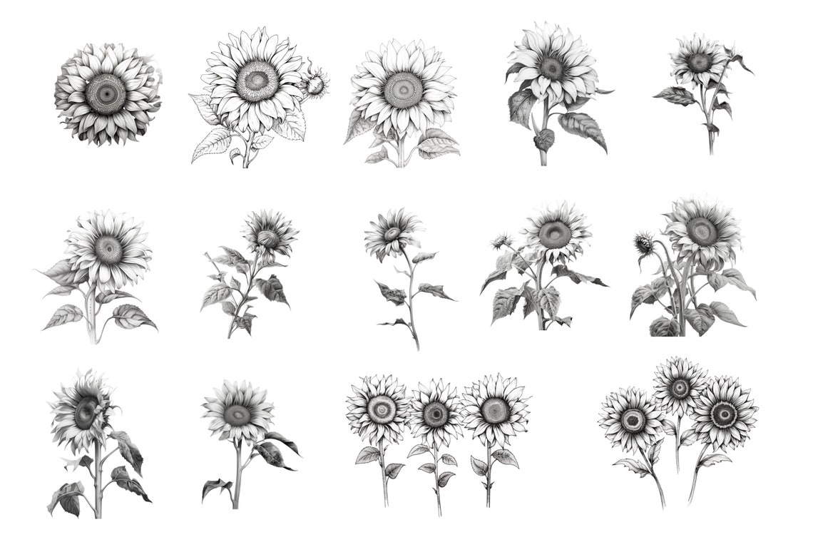32 Realistic Sunflower Procreate Stamps, Sunflower Procreate Procreate ...