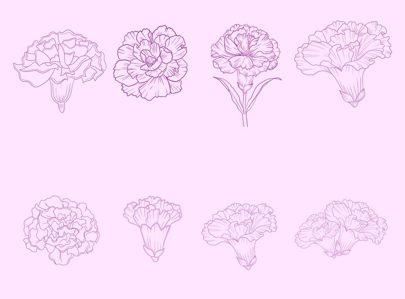 Carnation Stamps Procreate, Procreate Botanical Stamps, Procreate ...