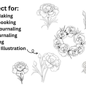 Carnation Digital Stamps, Carnation PNG, Carnation Hand Drawn ...