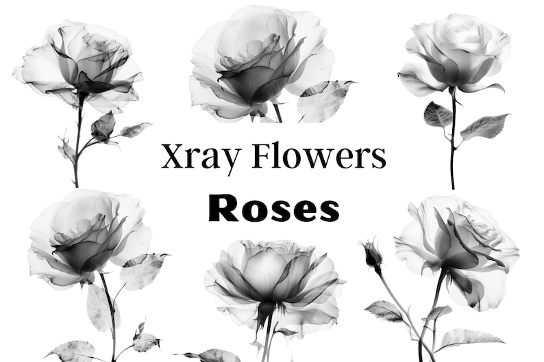 Xray Flowers PNG, Xray Flower PNG, Flower Png, Rose Png for Tumbler ...