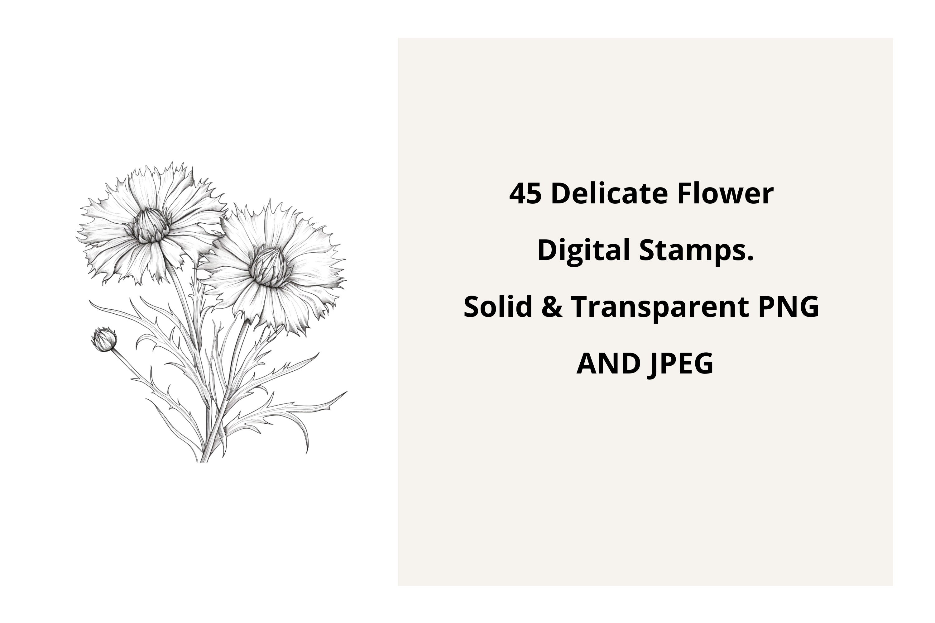 Delicate Flowers Outline Clipart, Delicate Flowers Procreate, Delicate ...