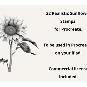 32 Realistic Sunflower Procreate Stamps, Sunflower Procreate Procreate ...