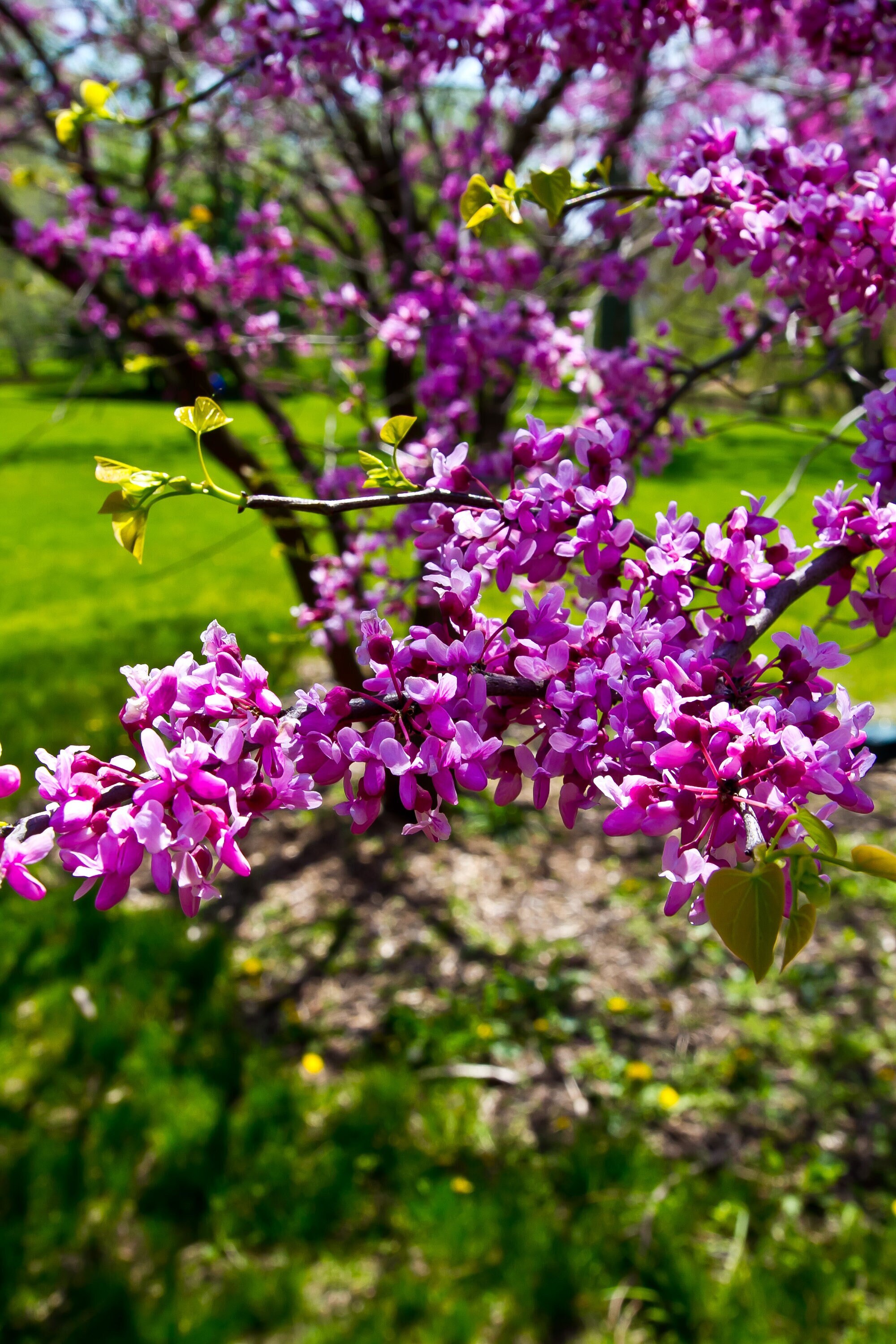 Adventurous Photographer Lincoln Park A Lovely Reminder of a Simple ...