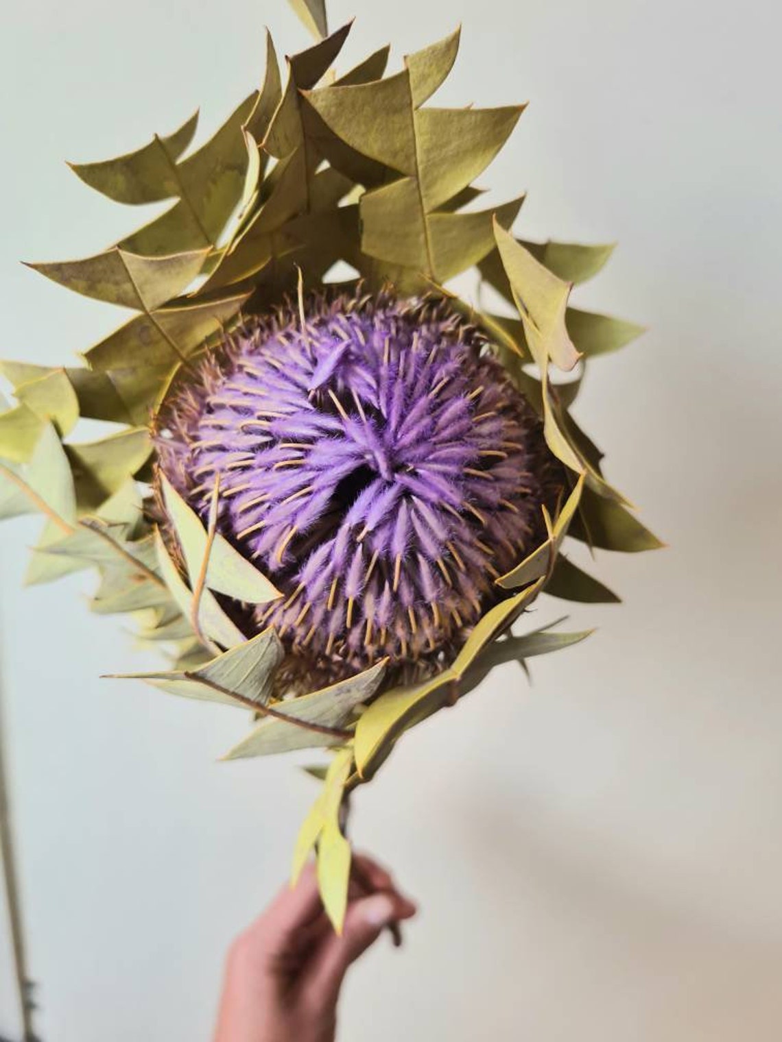 Australian Dried Banksia Baxteri dyed purple / DIY floral | Etsy