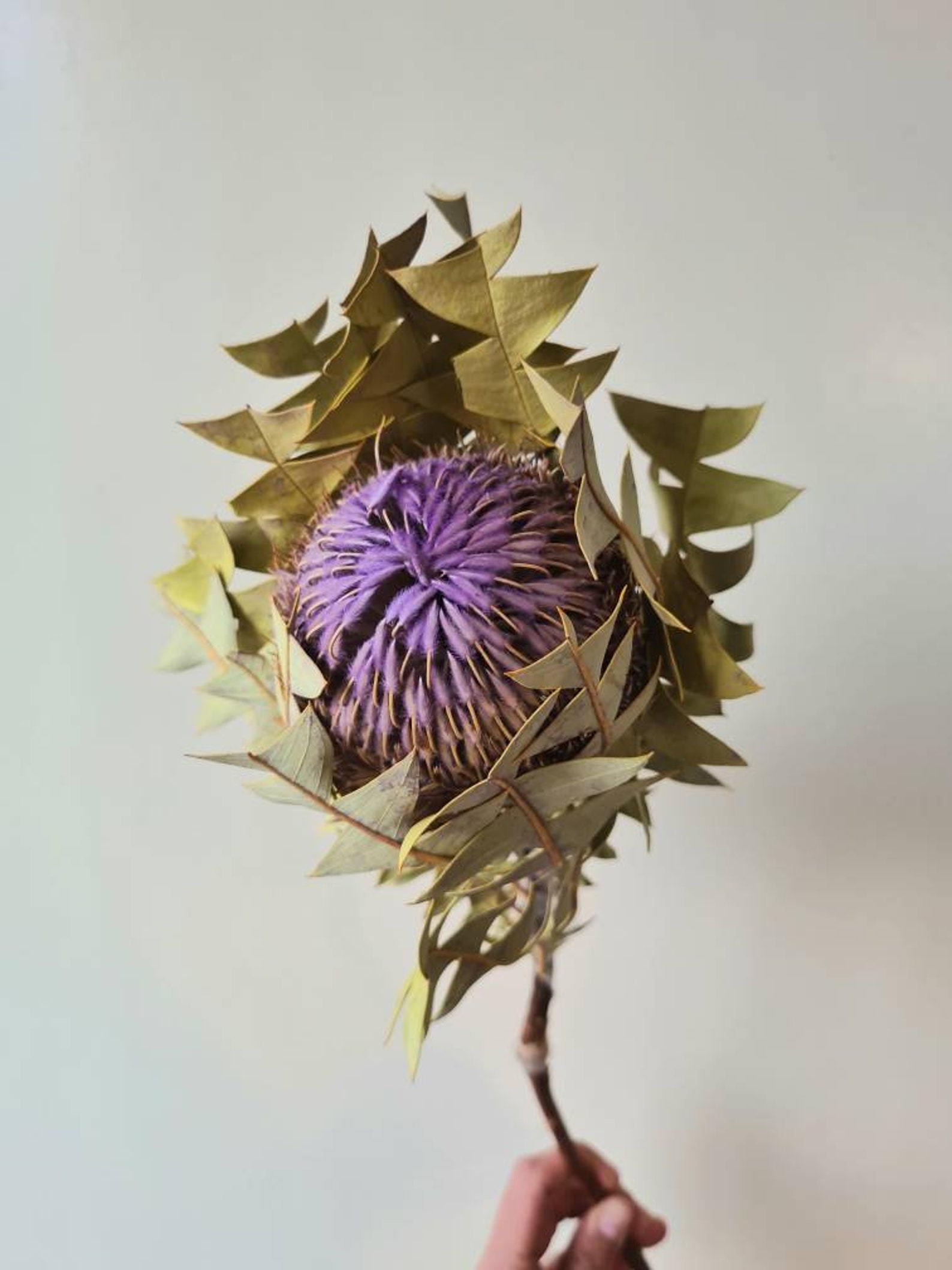 Australian Dried Banksia Baxteri dyed purple / DIY floral | Etsy