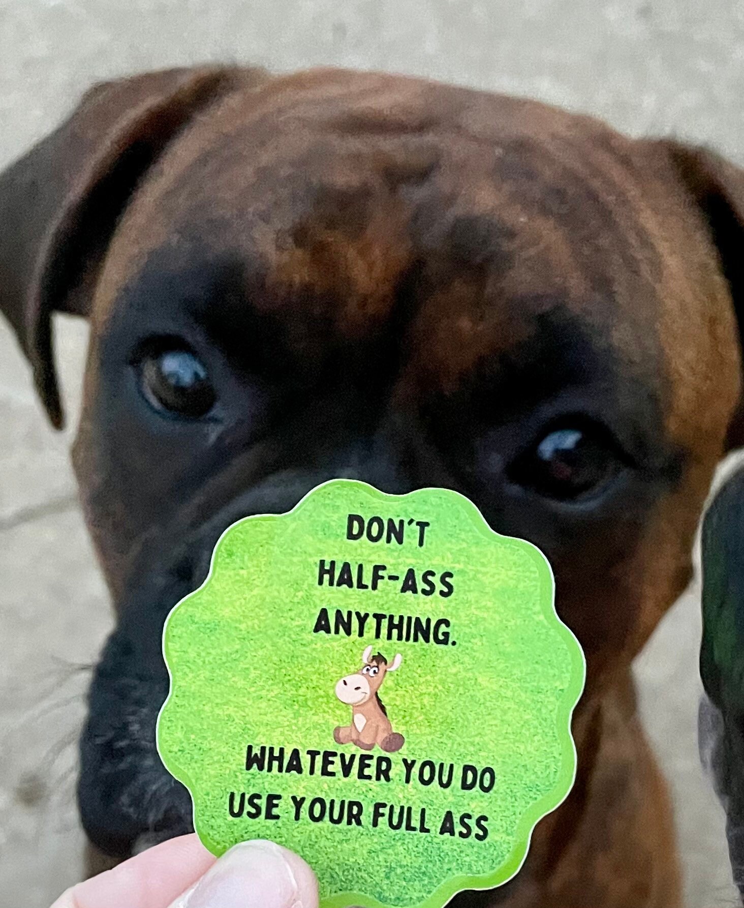 Don’t Half Ass Sticker, Full Ass, Donkey, Funny Sticker - Etsy