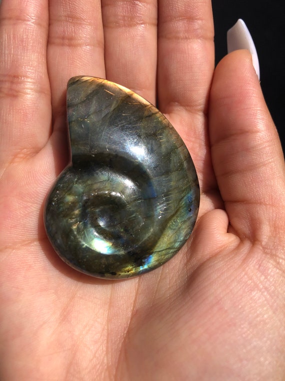 Labradorite Ammonite Shell Reiki Charged Ethically Sourced | Etsy