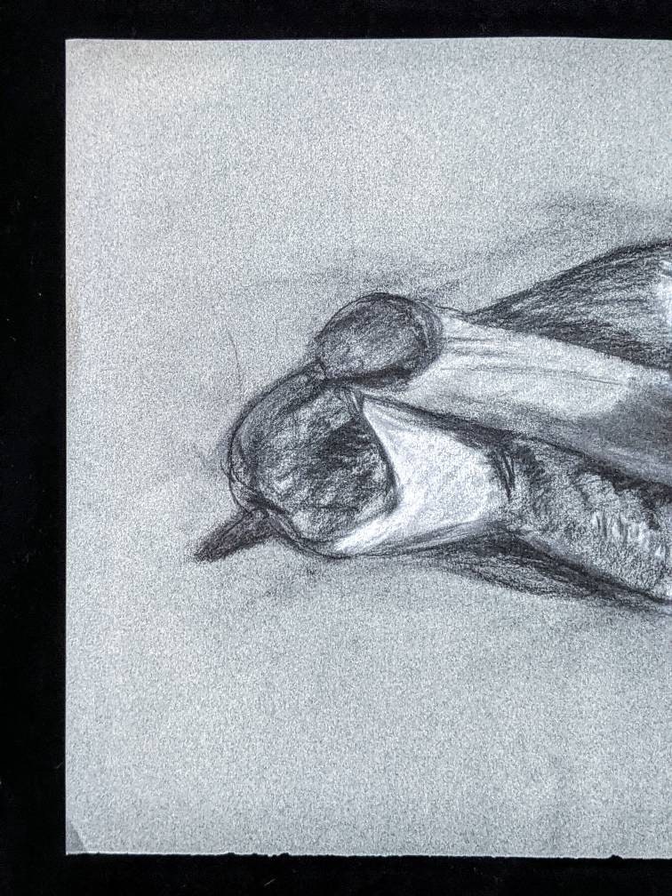 Victorian Anatomical Drawing Hand-drawn Charcoal Sketch Severed Hand ...